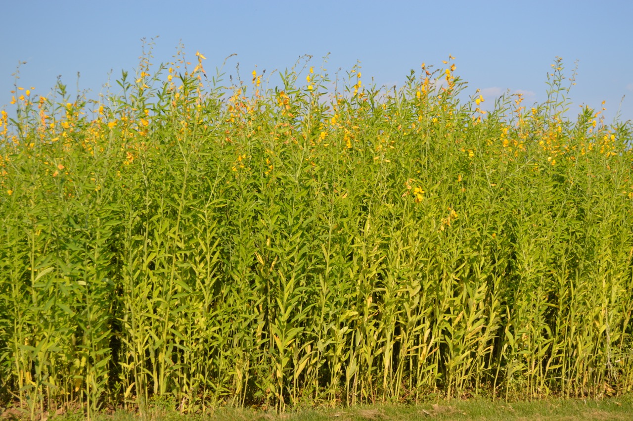 Sunn Hemp Haystack Mountain Sunn Hemp Haystack Mountain