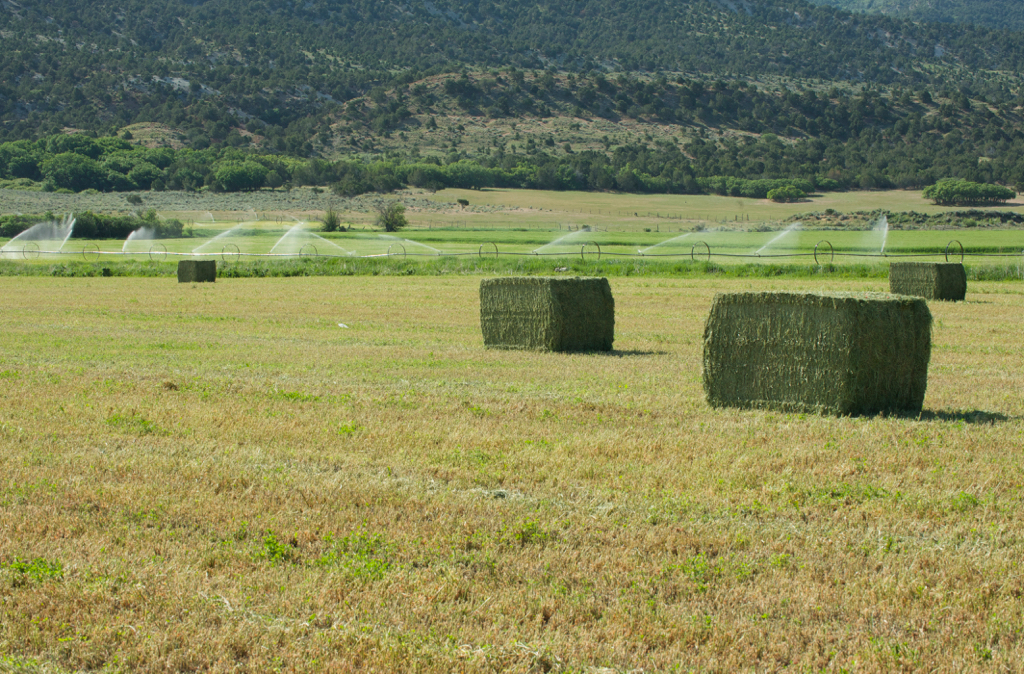 Ranger II Alfalfa - Haystack Mountain