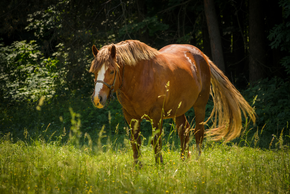Horse Pasture Mix - Haystack Mountain