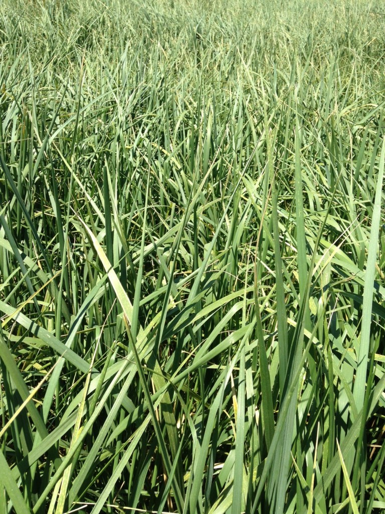 Hercules Tall Wheatgrass - Haystack Mountain