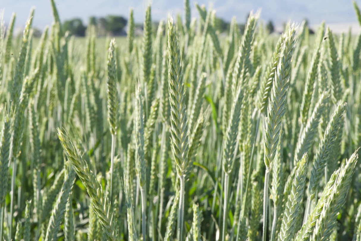 FX 1001 Triticale - Haystack Mountain - Fall Triticale Seed