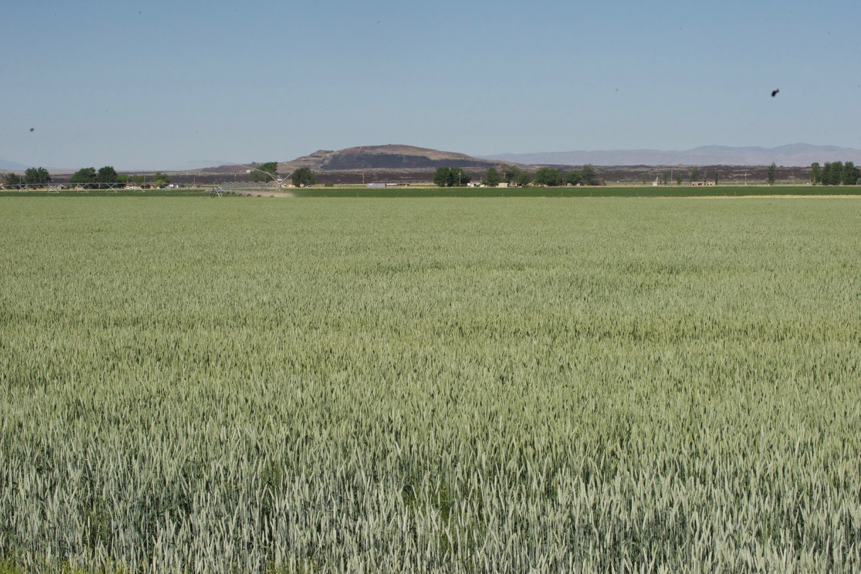 FX 1001 Triticale - Haystack Mountain - Fall Triticale Seed