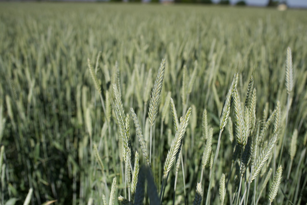 FX 1001 Triticale - Haystack Mountain - Fall Triticale Seed