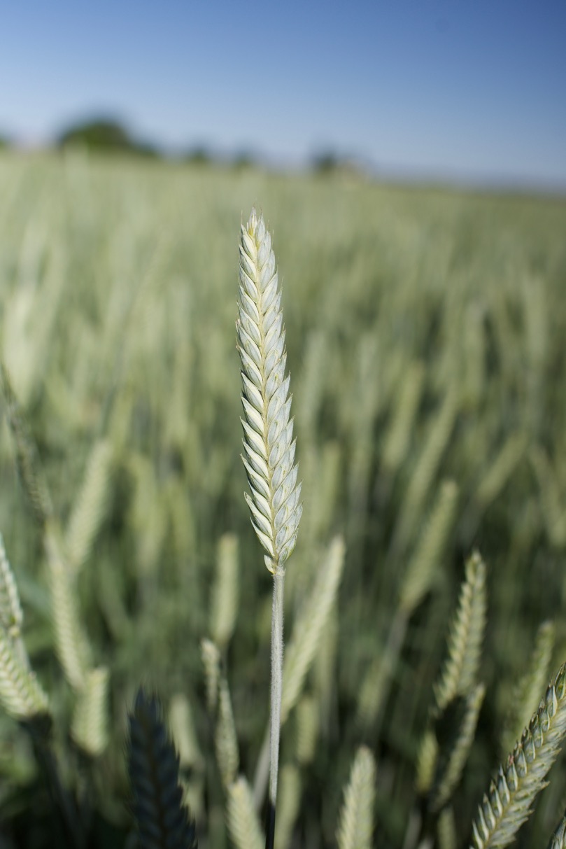 FX 1001 Triticale - Haystack Mountain - Fall Triticale Seed