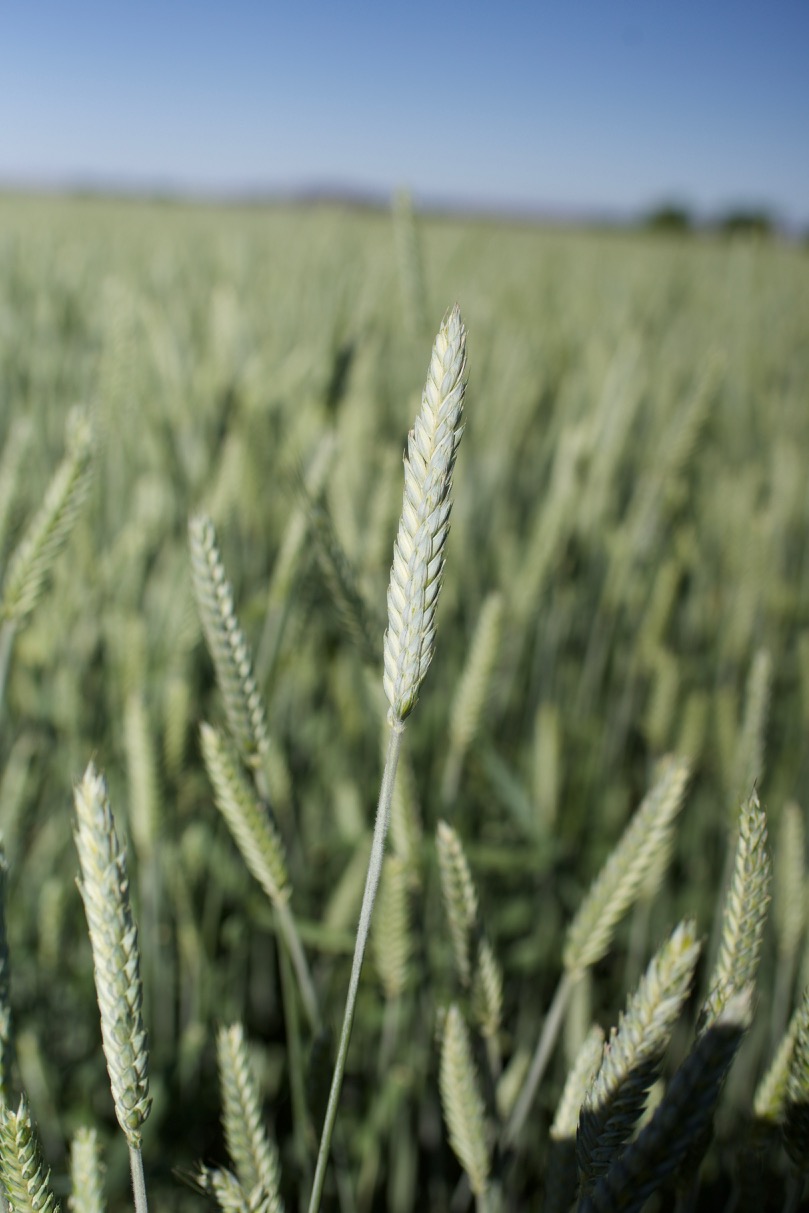 FX 1001 Triticale - Haystack Mountain - Fall Triticale Seed