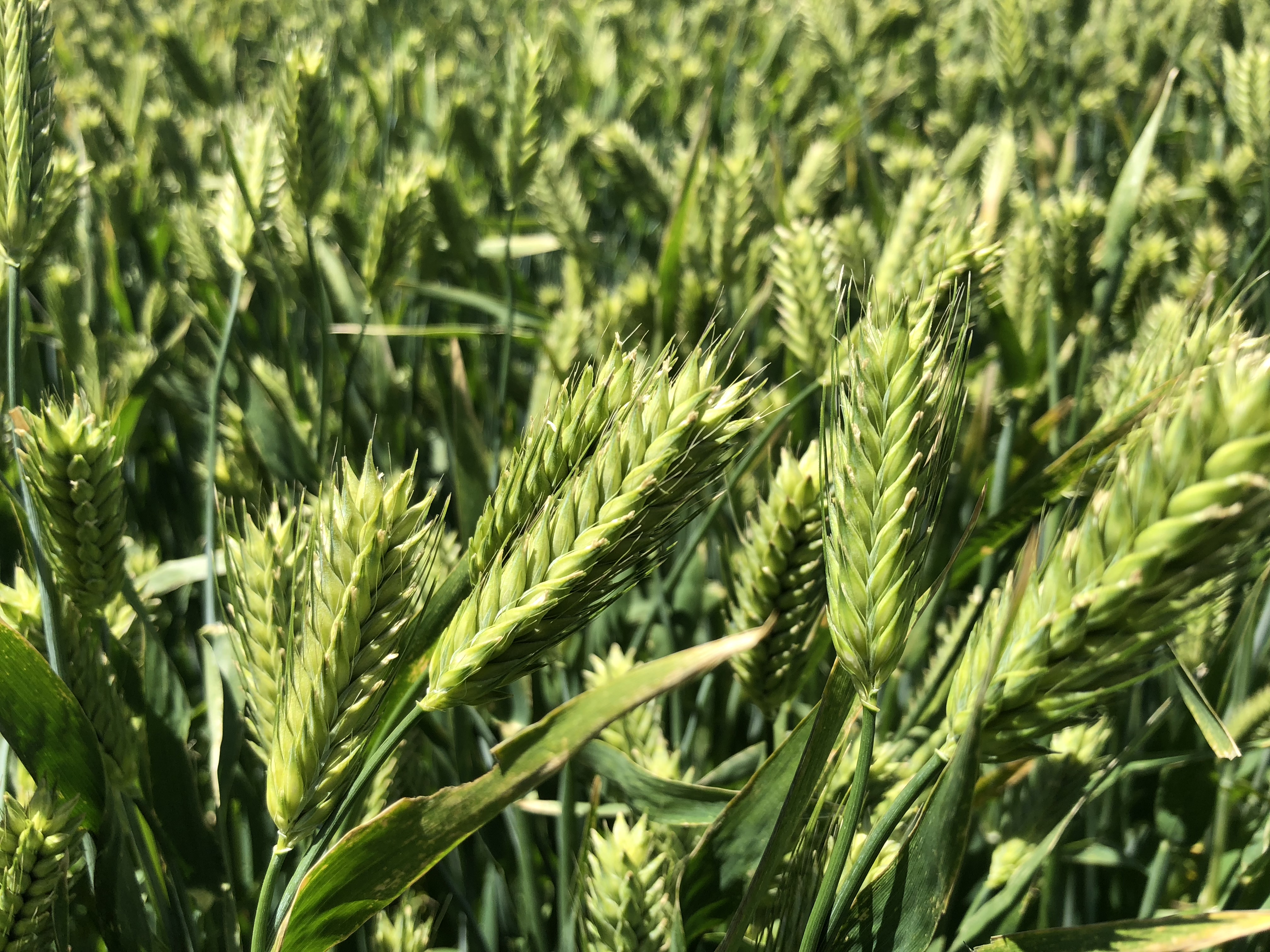 Awnless Baldwin Barley - Haystack Mountain