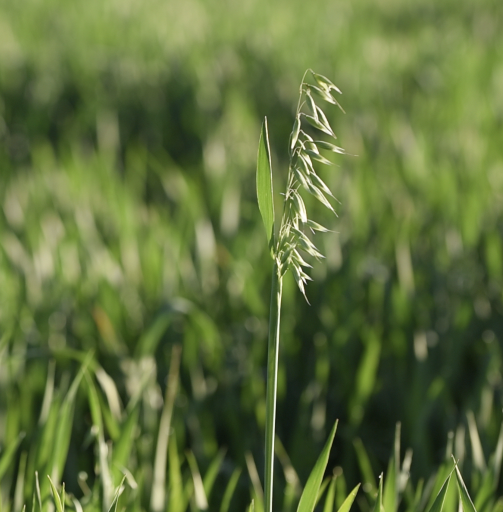 Otana Spring Oats - Haystack Mountain
