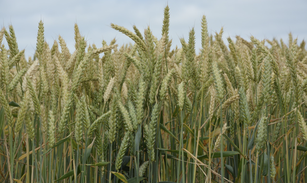 Lavina Beardless Barley - Haystack Mountain