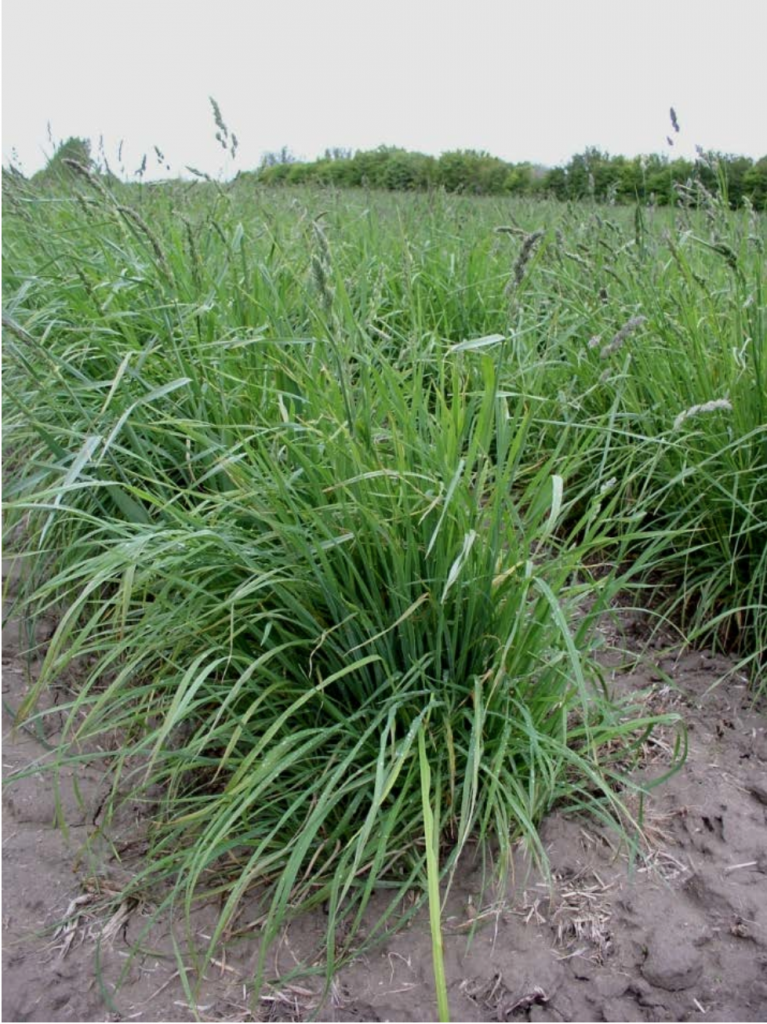 AC Saltlander Green Wheatgrass - Haystack Mountain