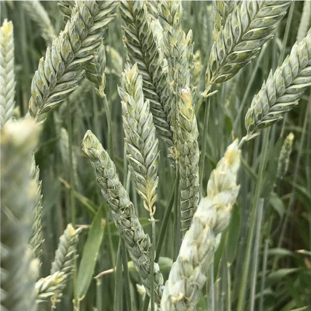 131 Winter Triticale - Haystack Mountain