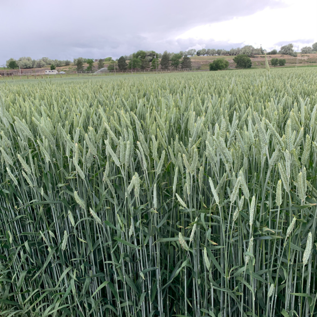 Gunner Triticale - Haystack Mountain