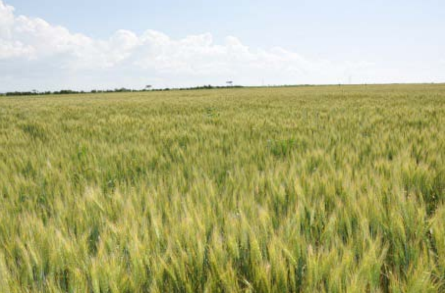 Lavina Beardless Barley - Haystack Mountain